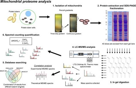 Isolation Of Mitochondria From Plants Yeast Cells Mice Cell Culture