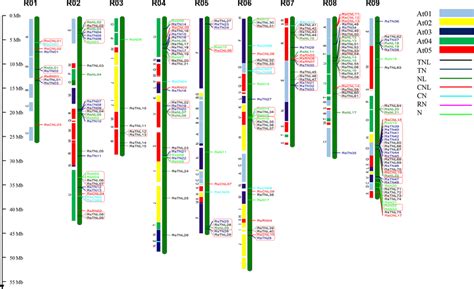 Chromosomal Localization And Clustering Of Nbs Encoding Genes In The R