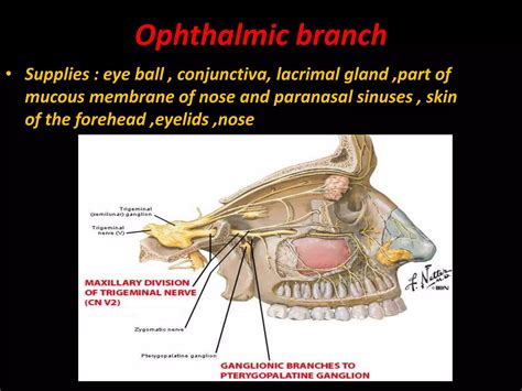 Trigeminal Nerve Anatomy Pptx Ear Nose And Throat Conditions Diseases And Conditions