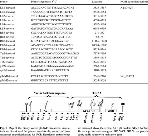 Primer Sequences And Sequence Location Within The Plasmid PGA And Download Table
