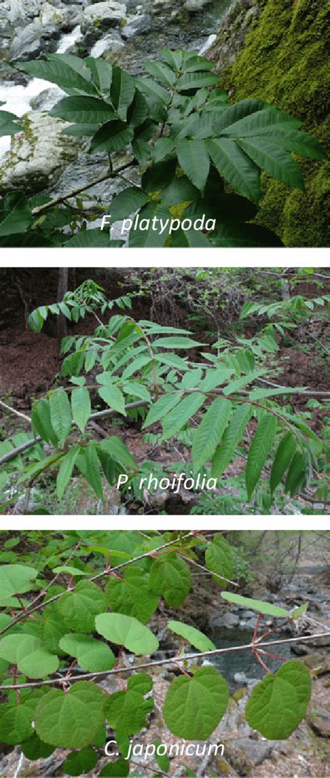1 The Three Dominant Canopy Tree Species In The Ooyamazawa Riparian