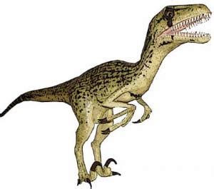 Dromaeosaurus Pictures Facts Classification Adaptation And Behavior