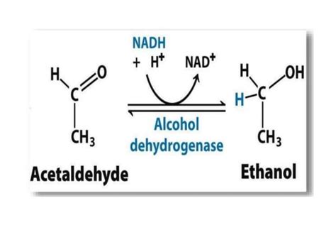 Cofactor And Coenzymeppt Chemistry Science