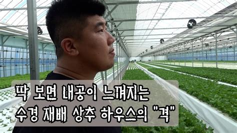 명품 수경재배의 격 남원 상추 하우스 탐방기 Youtube