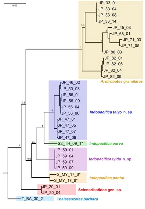 Bayesian Inference Tree Based On Concatenated Data COI And S Download Scientific Diagram