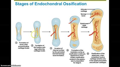 Intramembranous Ossification Vs Endochondral Ossification
