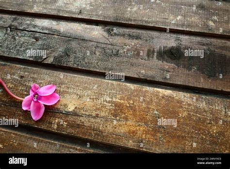 Cyclamen Flower Side View On Shabby Wooden Background One Flower With