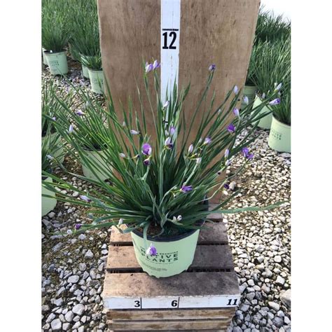 American Beauties Lucerne Blue Eyed Grass Sisyrinchium Angustifolium Lucerne Live Plant 20318