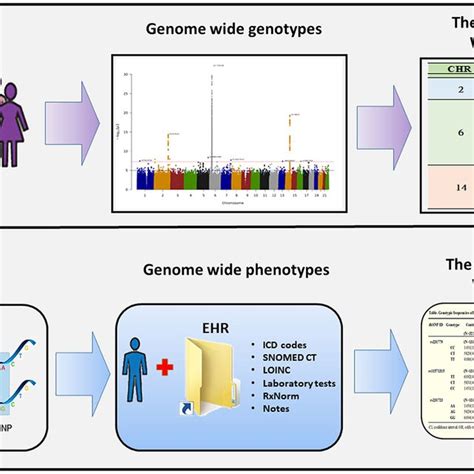 Genome Wide Association Studies Gwas And Phenome Wide Association
