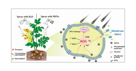 Phytophthora Infestans Diagram