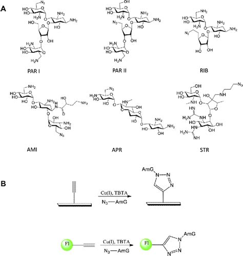 Figure 1 From Defining Rna Motif Aminoglycoside Interactions Via Two
