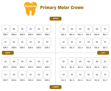 I Crown Primary Molar Crown Seil Global Product Stainless Steel Crown