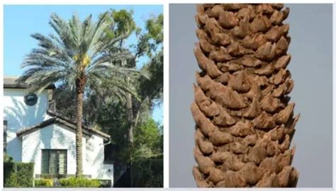 30 Different Types Of Palm Trees And Their Identifying Features