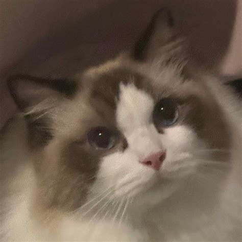 蜜糖之恋最新章节全文无弹窗在线阅读 Qq阅读都市男生网