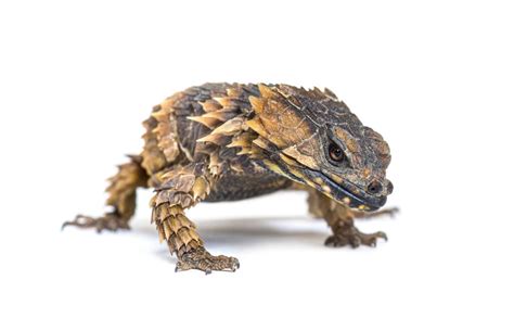 Captive Breeding And Husbandry Of The Armadillo Girdled Lizard