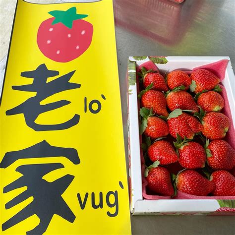老家草莓園 終於‼️歷經重重考驗 老家草莓園陸續開花結果啦～ 預計12月中下旬開園，前一禮拜會再po文通知 今年採用一半高架，一半地面種植
