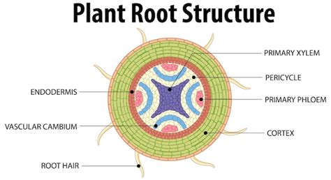Free Vector Isolated Root Of Plant And Its Structure