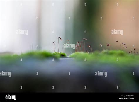 Lyellia Moss Class Bryopsida Stock Photo Alamy