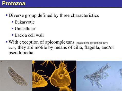 Ppt Characterizing And Classifying Eukaryotes Chapter 12 Powerpoint