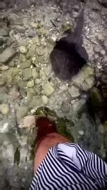 Gif Stingray Fish Fucking Huge JoyReactor