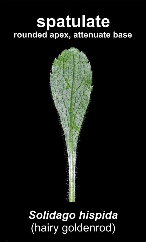 Gallery Leaf Shape Flora Of Newfoundland And Labrador