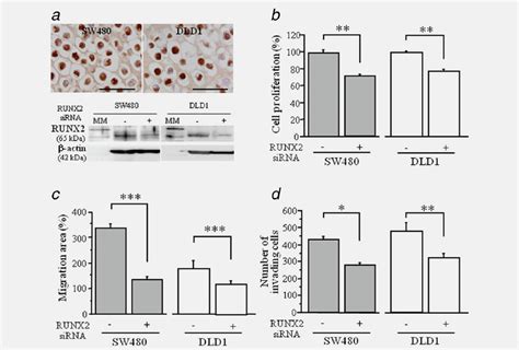 effects of runx2 expression on cell proliferation migration and