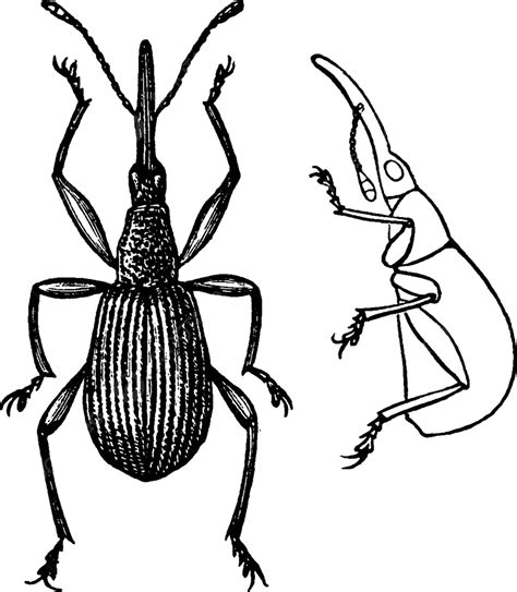 三葉草 Weevilvintage 插圖 復古插畫藝術 向量 優質的 插图 艺术向量圖案素材免費下載，png，eps和ai素材下載