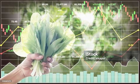 주식 금융 지수는 농업 산업 및 식품 사업에 대한 성공적인 투자 데이터를 그래프 차트 양상추 배경을 들고 농부의 손에 촛대를 보여줍니다 경쟁에 대한 스톡 사진 및 기타