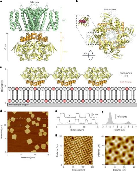 Subramanian G Prof On Linkedin Discrimination Between Cyclic Nucleotides In A Cyclic