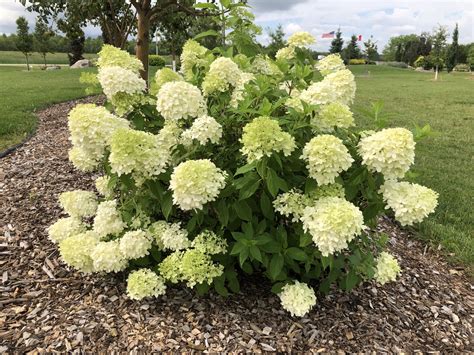 Hydrangea Bobo Falk Nurseries