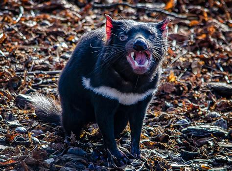 Angry Tasmanian Devil