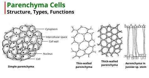 Parenchyma Cells Structure Types Functions