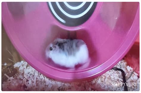 가장 인기 있는 햄스터 종류 5종 햄스터키우기 수명 먹이 네이버 블로그