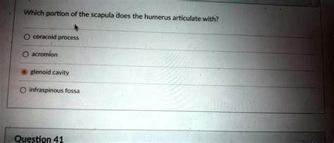Which Portion Of The Scapula Does The Humerus Articulate With Coracoid Process Acromion