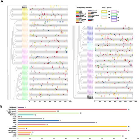 The Cis Regulatory Element Prediction Of Pgwrkys A The Distribution Of Download Scientific