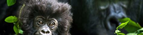 3 Days Congo Gorilla Safari In Virunga Kigali Bwindi Gorilla Trekking