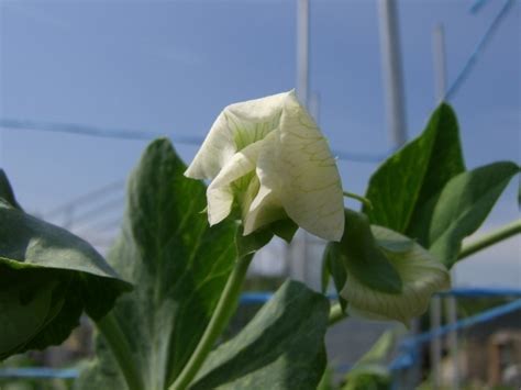 완두콩키우기 완두콩 심는시기와 수확시기 3월에 심는 작물 네이버 블로그 완두콩키우기 완두콩 심는시기와 수확시기 3월에 심는 작물 네이버 블로그