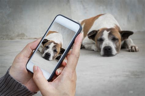 여자 손 잡고와 스마트 전화 사진과 길 잃은 개를 사용 하 여 개에 대한 스톡 사진 및 기타 이미지 개 스마트폰 사람들 Istock