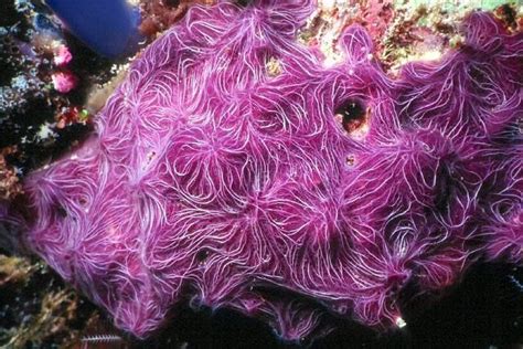 159 Best Images About Phylum Porifera Sponges On Pinterest Belize