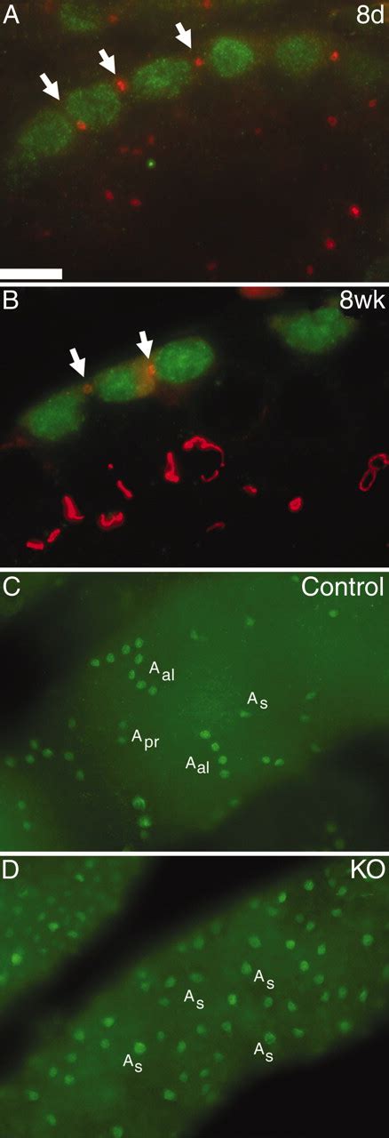 Intercellular Bridges