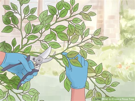How To Prune A Ficus Tree With Pictures WikiHow