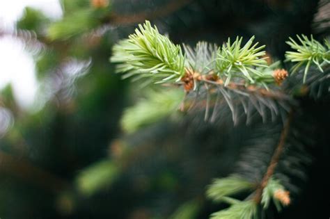 Premium Photo Branches Of A Coniferous Plant Spruce Background Texture