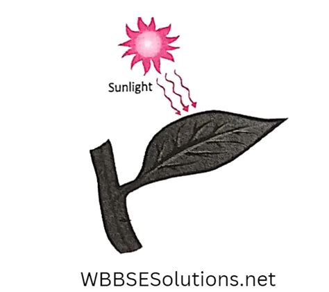 Wbbse Notes For Class 6 School Science Chapter 2 Phenomena Around Us Wbbse Solutions