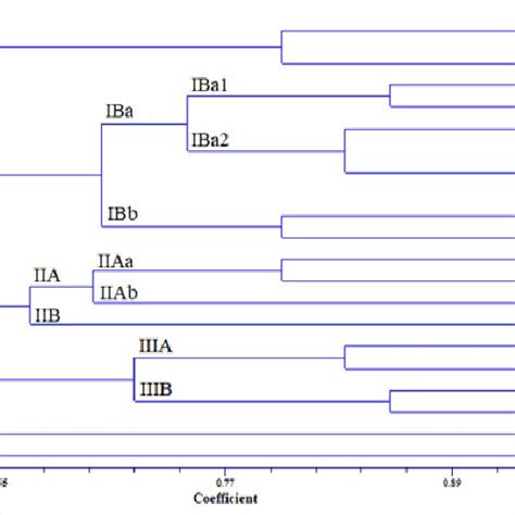 dendrogram generated by upgma analysis based on ssr markers download