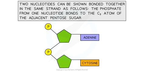 Dna And Rna Structure Sl Ib Biology Revision Notes And Diagram 2025