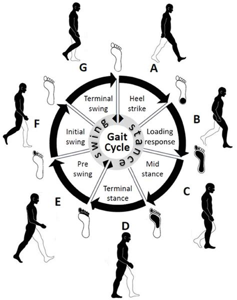 Frontiers Interpretable Machine Learning Comprehensive Human Gait
