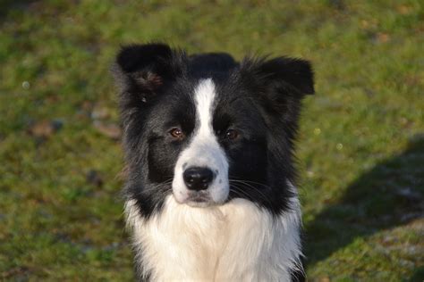 Violet Forever Clever