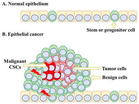 Normal Epithelial Stem Cells And Carcinoma Stem Cells Reside In Download Scientific Diagram