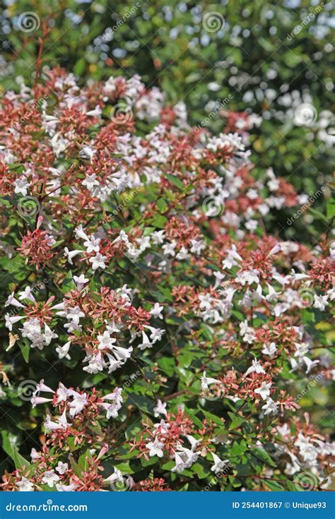 Flowering Abelia Grandiflora Hedge Stock Image