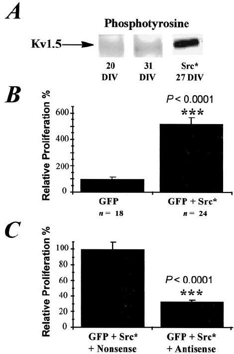 Increased Src Activity Increases Astrocyte Proliferation A Trans